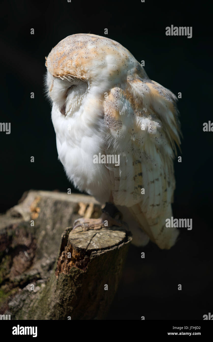 English barn owl prey hi-res stock photography and images - Alamy