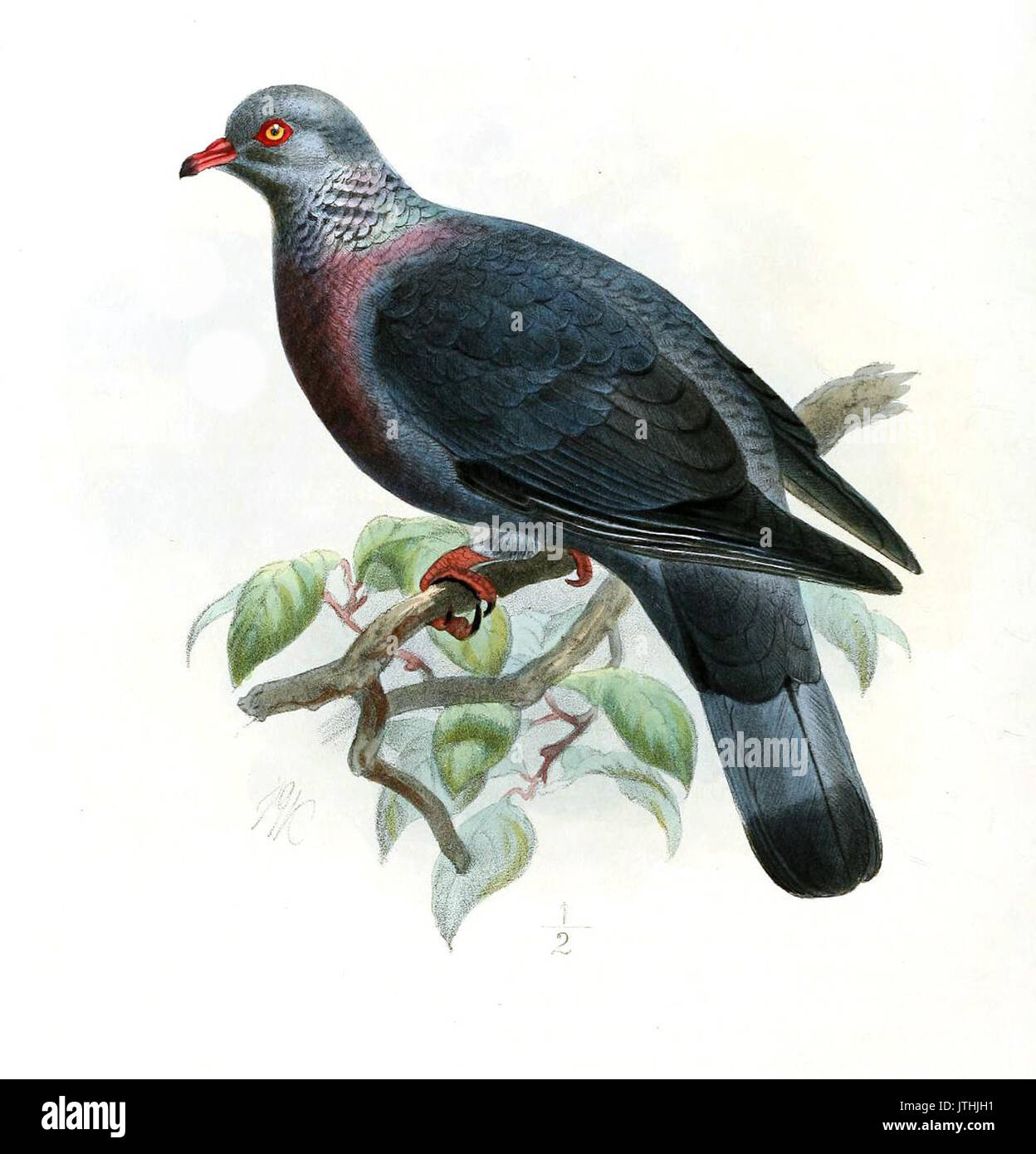 Ecological health bird Cut Out Stock Images & Pictures - Alamy