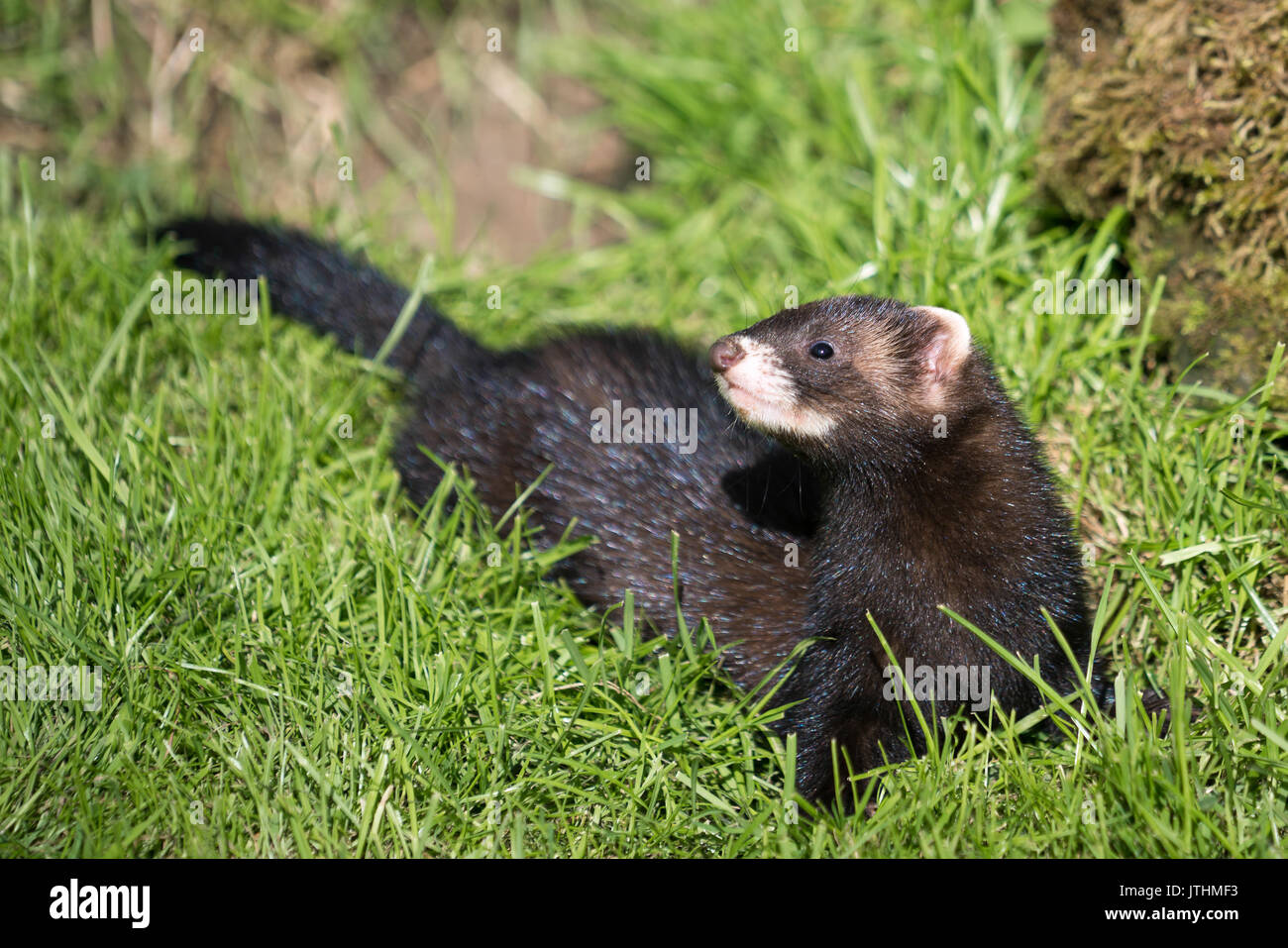 Black polecat uk hi-res stock photography and images - Alamy