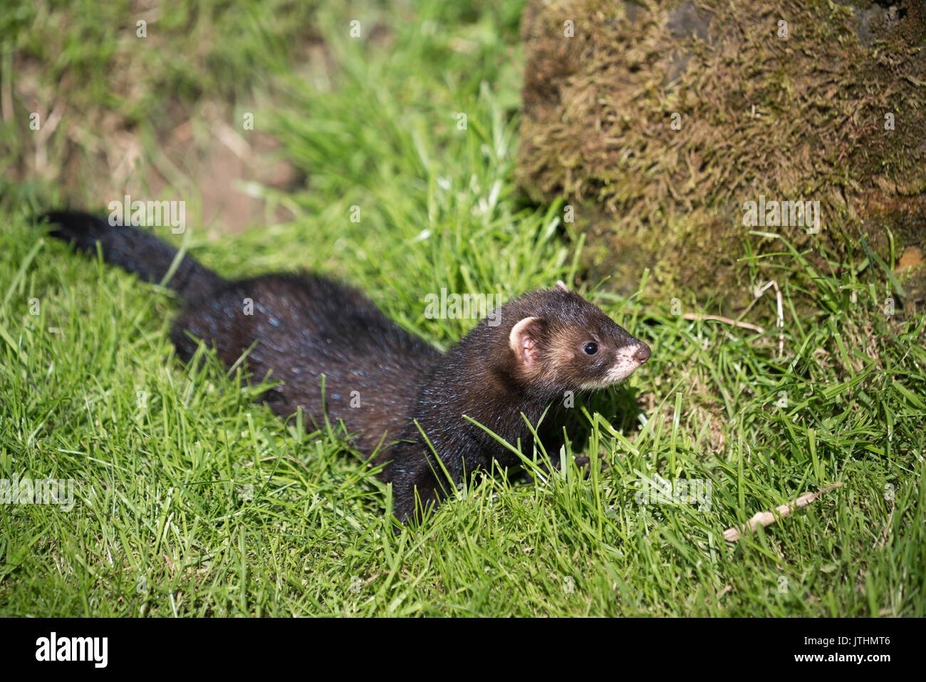 European Polecat (Mustela putorius Stock Photo - Alamy