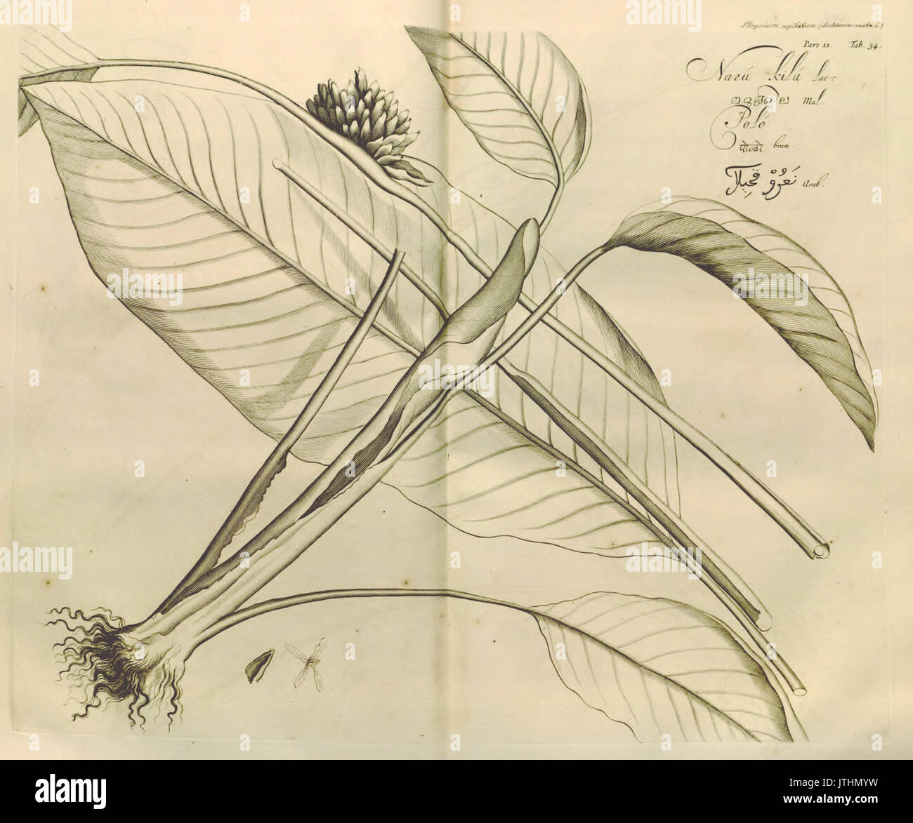 Phrynium hi-res stock photography and images - Alamy