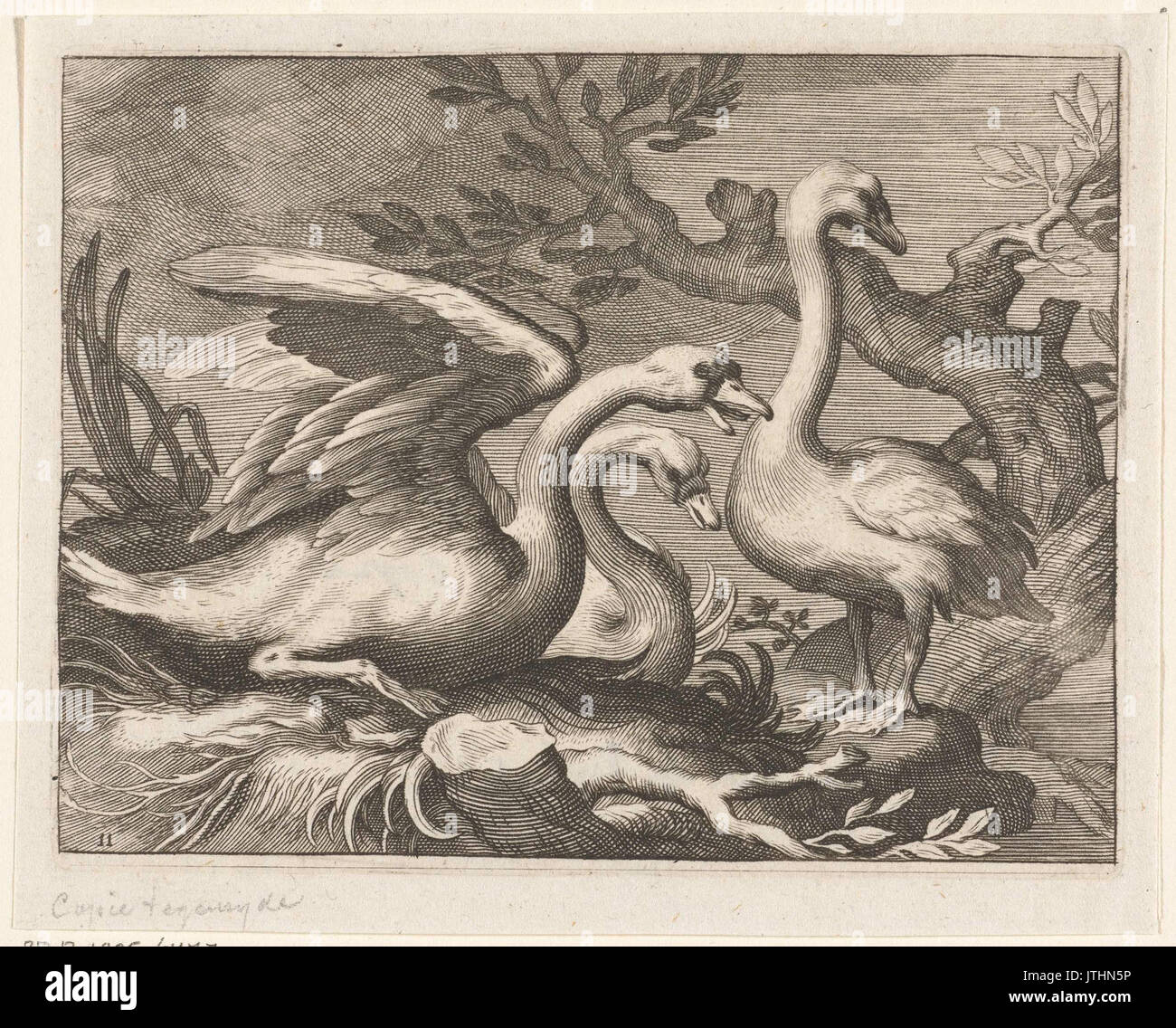 Zwanen hi-res stock photography and images - Alamy