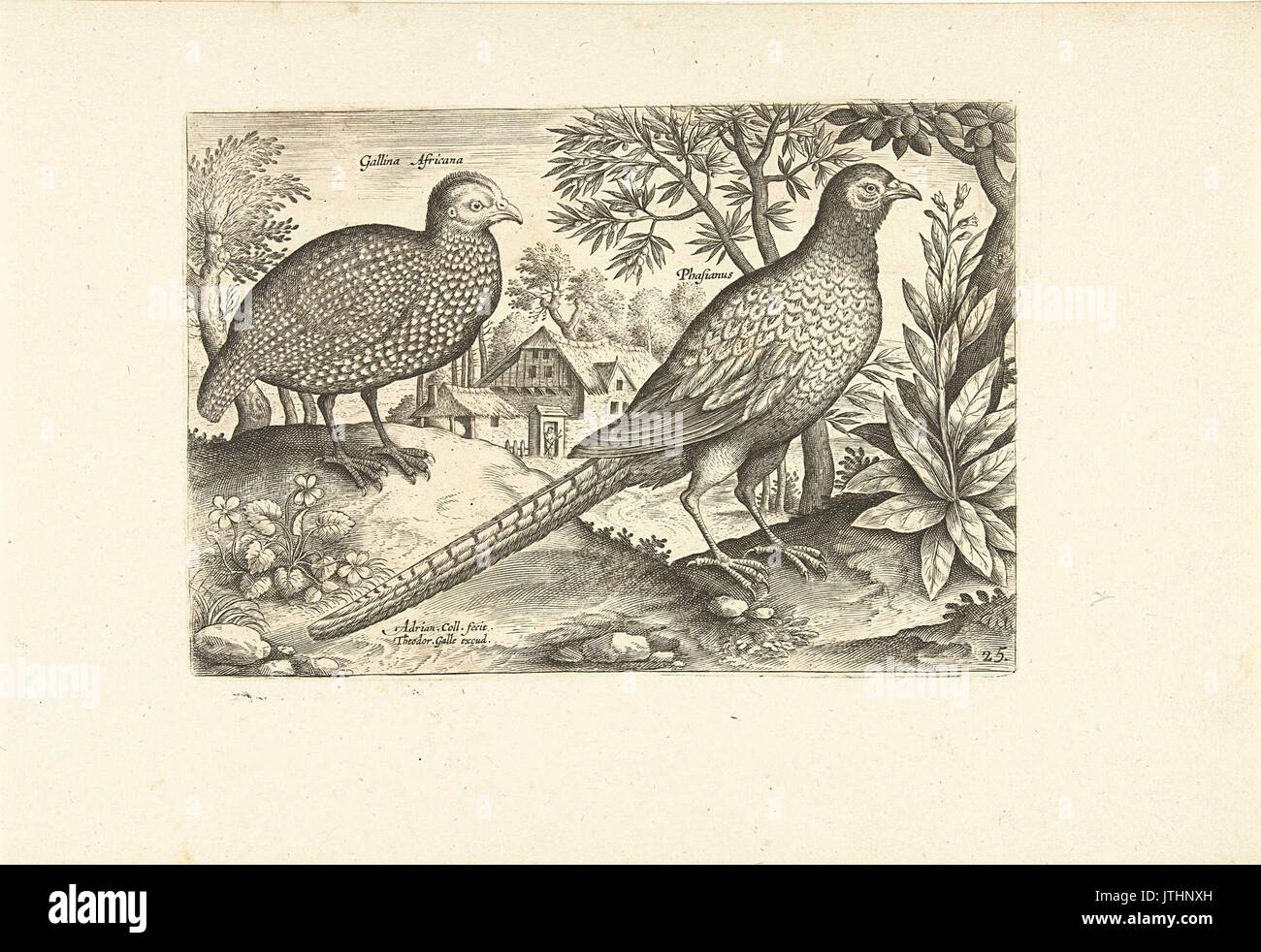 Hoenders hi-res stock photography and images - Alamy