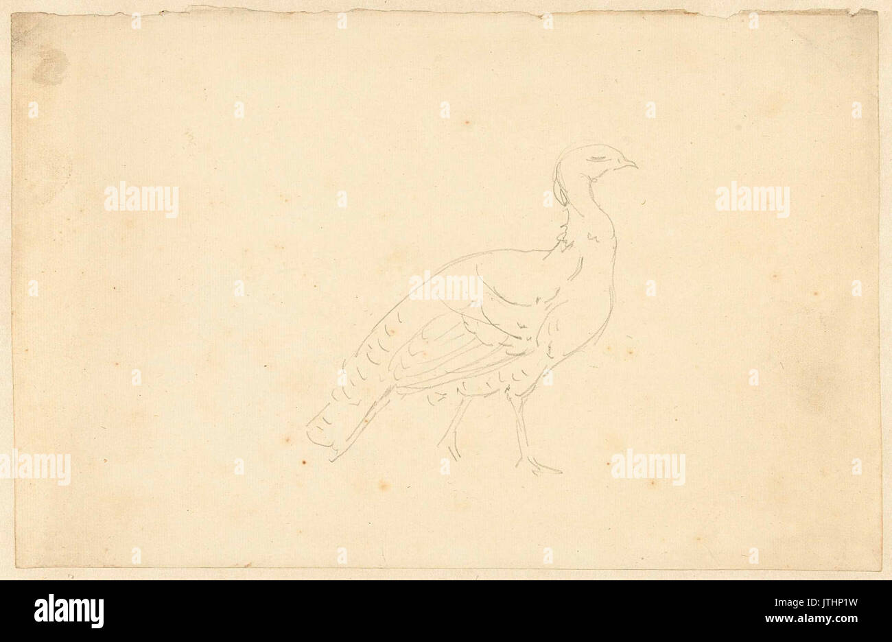 Studie van een pauw Stock Photo - Alamy