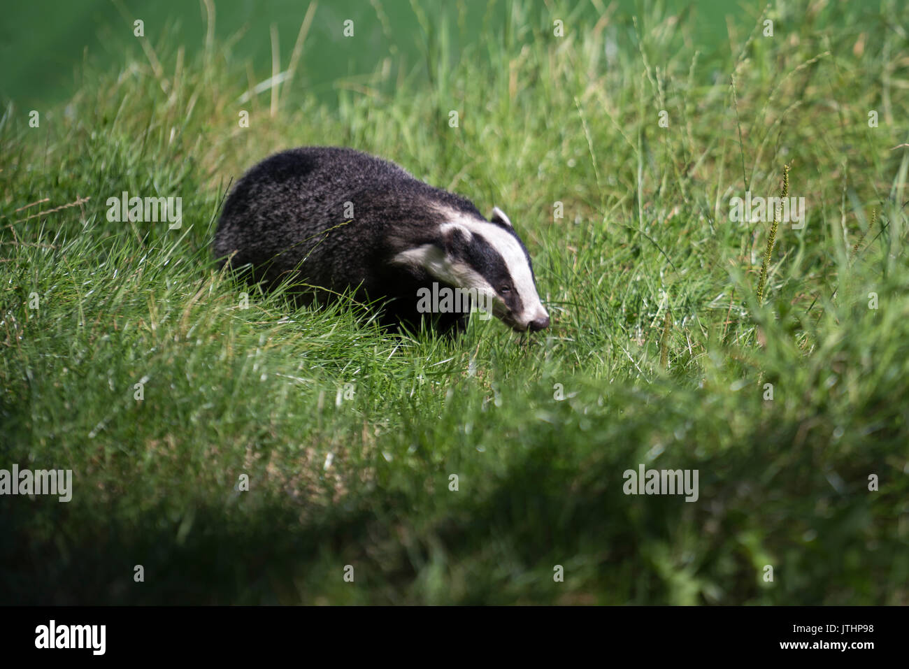 European Badger (Meles meles Stock Photo - Alamy