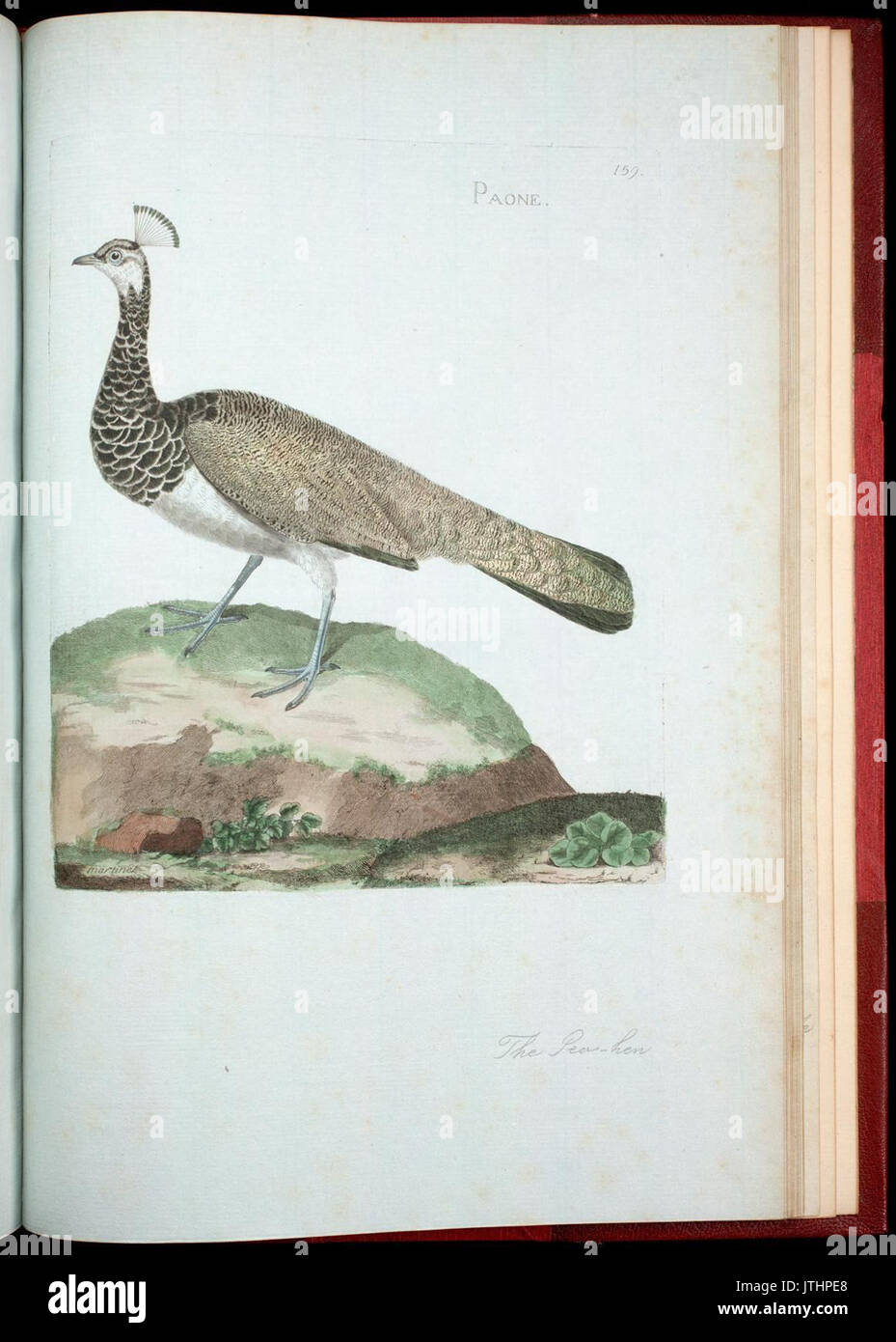 Historical bird paintings hi-res stock photography and images - Alamy