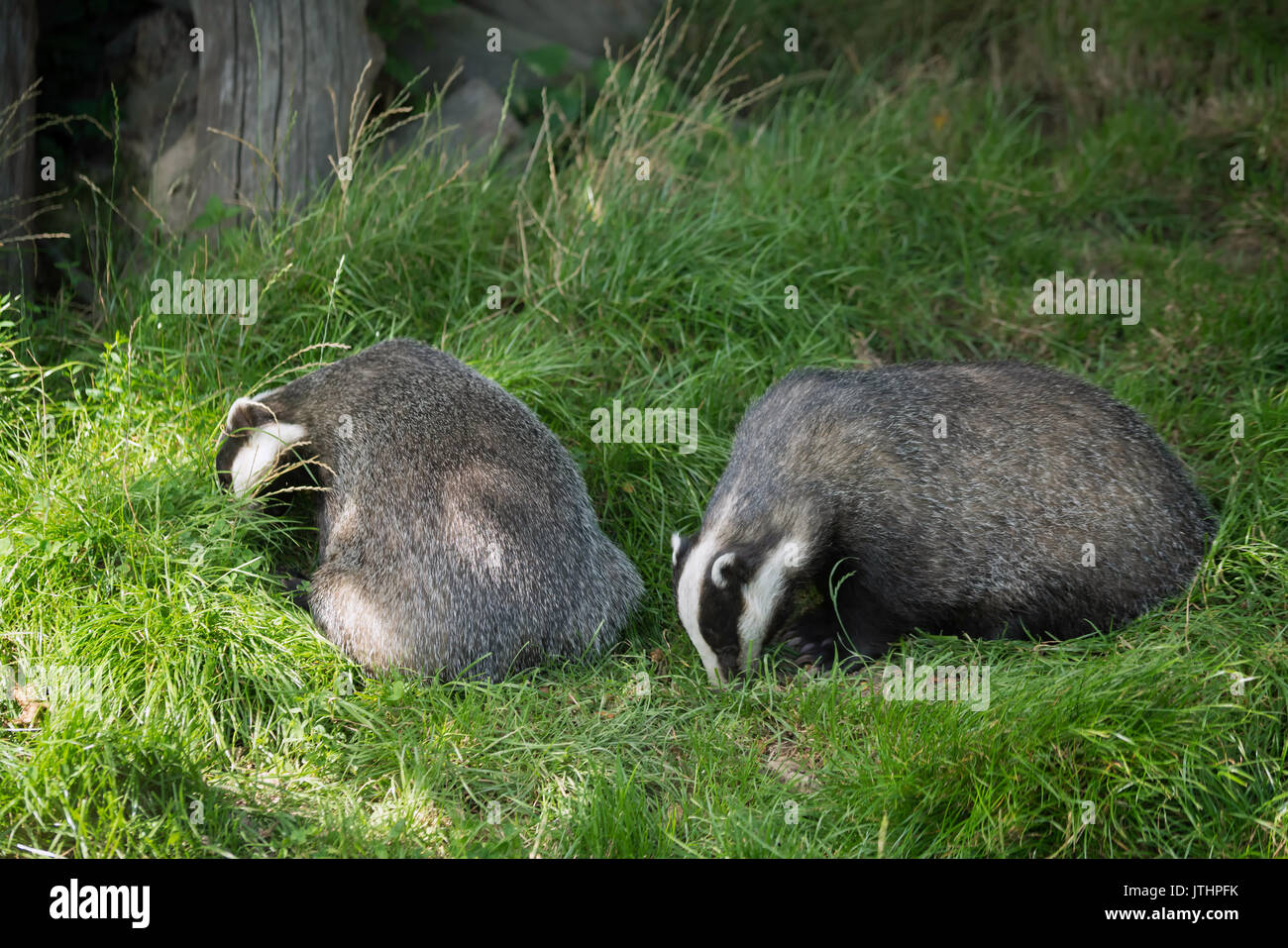 European Badger (Meles meles Stock Photo - Alamy