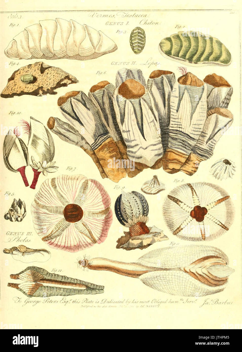 The genera vermium exemplified by various specimens of the animals ...