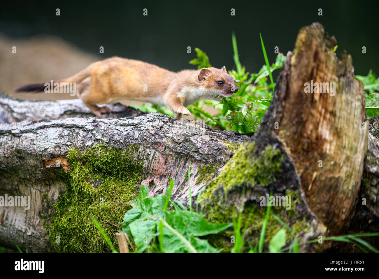 Least ferocious hi-res stock photography and images - Alamy