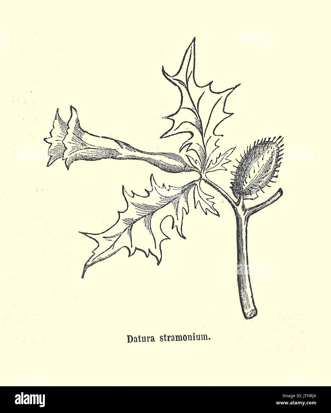 Ysabeau hi-res stock photography and images - Alamy