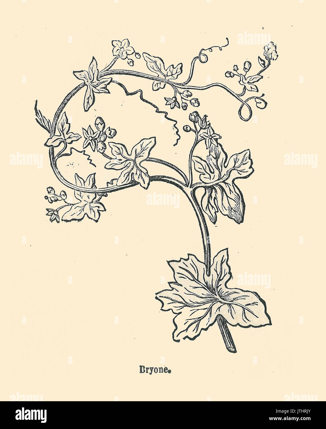 Ysabeau hi-res stock photography and images - Alamy