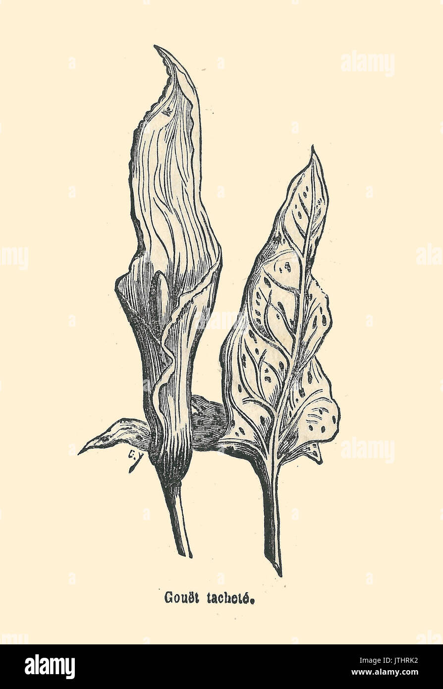 Ysabeau hi-res stock photography and images - Alamy