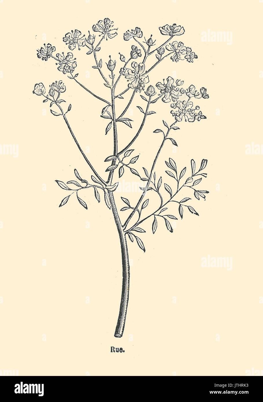 Ysabeau hi-res stock photography and images - Alamy