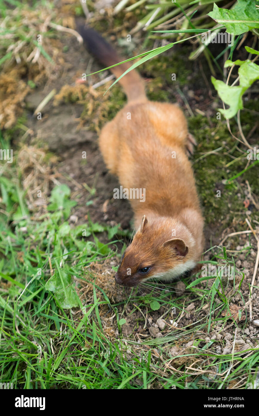 Least weasel hi-res stock photography and images - Alamy