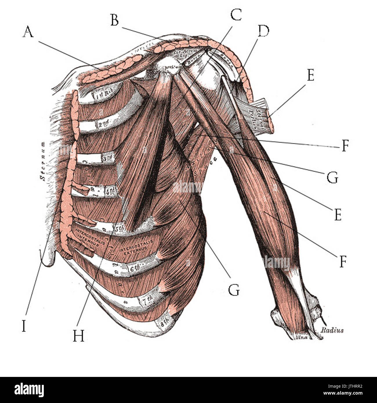 Chest anatomy hi-res stock photography and images - Alamy