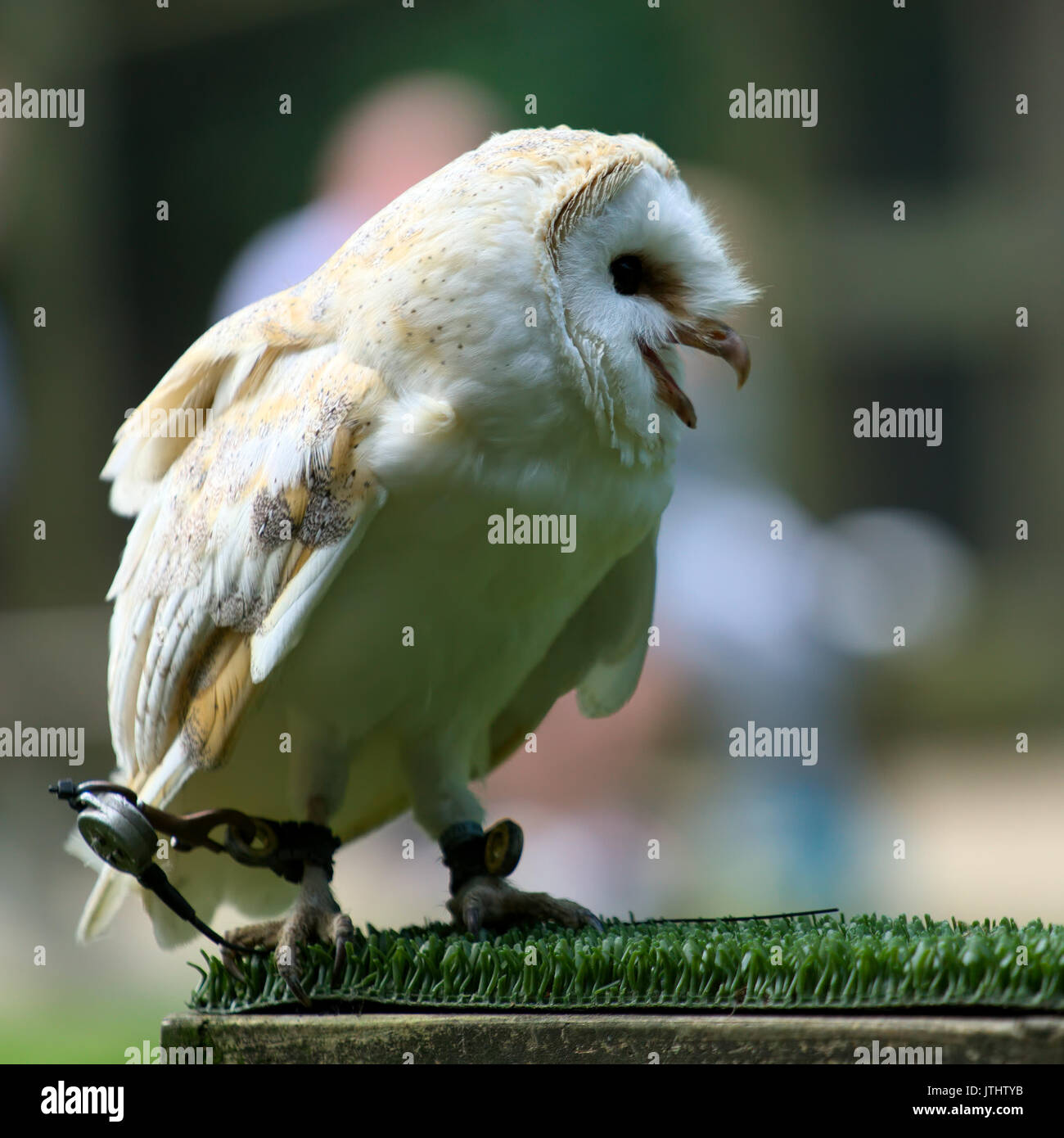 English barn owl prey hi-res stock photography and images - Alamy