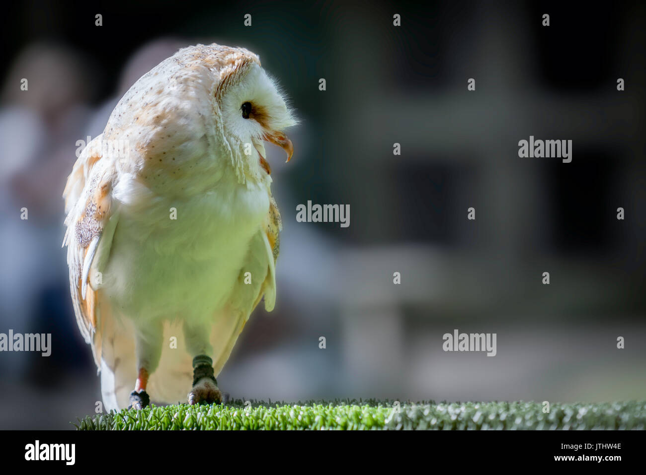 English barn owl hi-res stock photography and images - Alamy