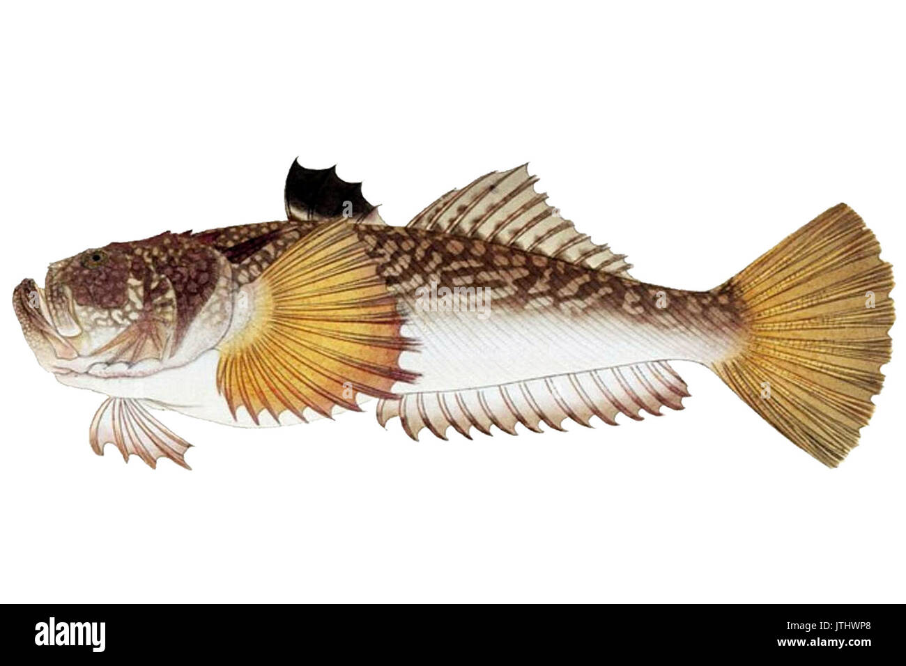 Uranoscopus japonicus hi-res stock photography and images - Alamy