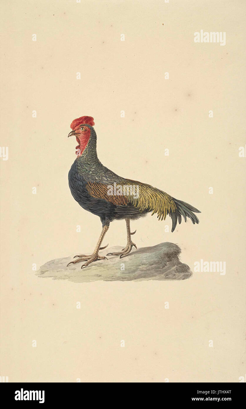 Hoen hi-res stock photography and images - Alamy