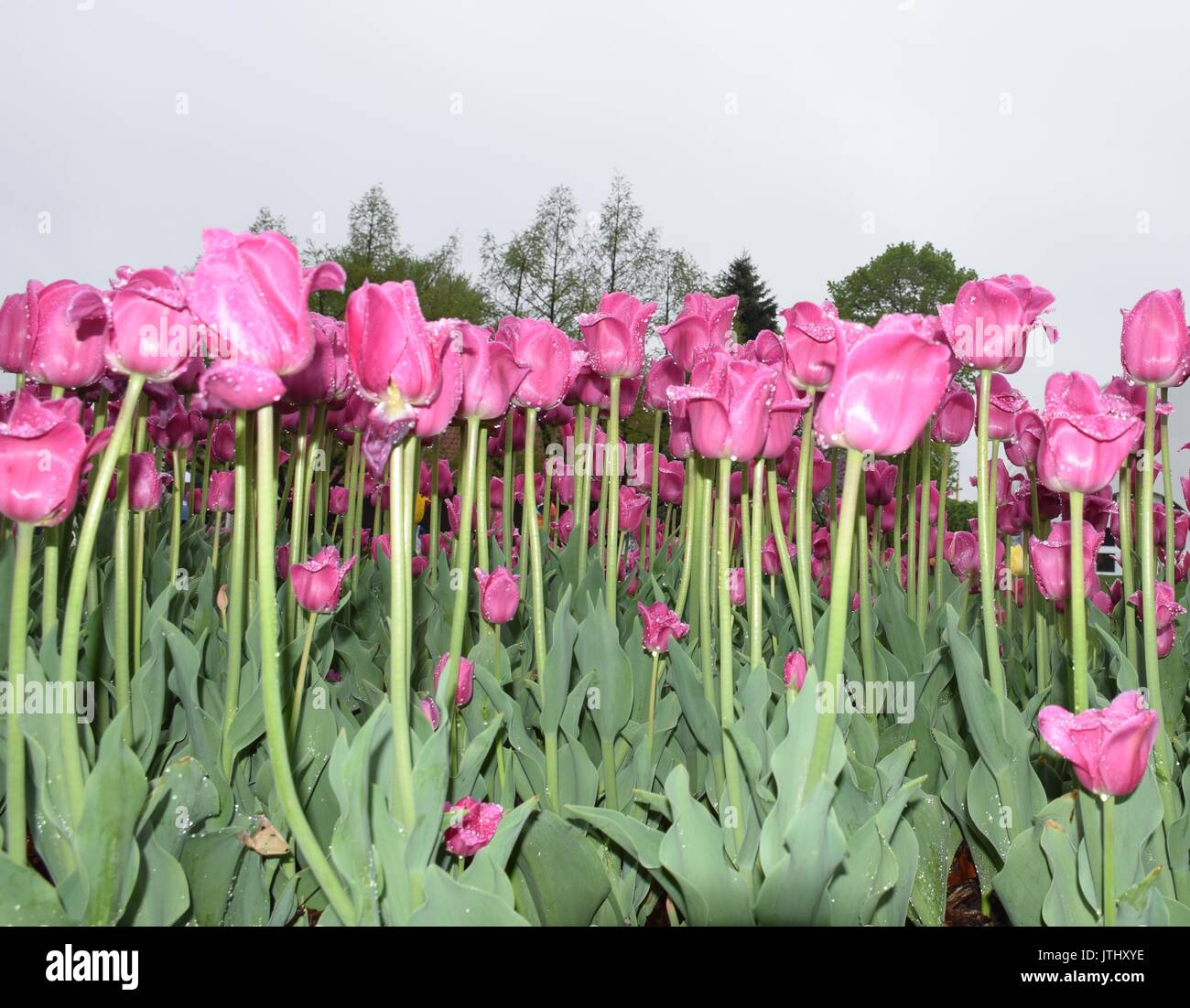 Bugs view hi-res stock photography and images - Alamy