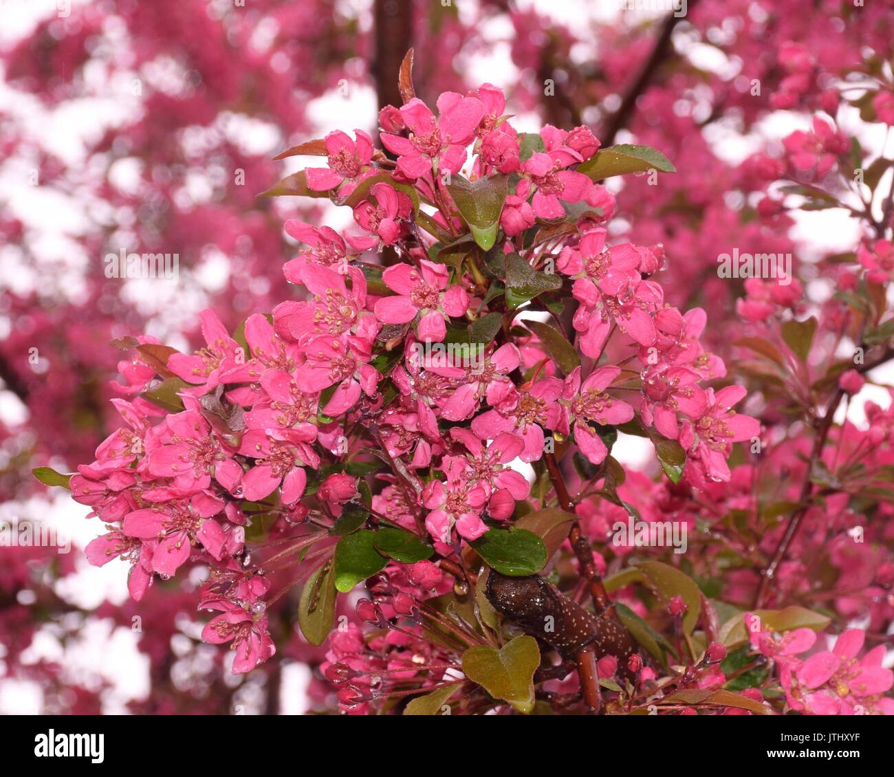 Michigan cherry tree hi-res stock photography and images - Alamy
