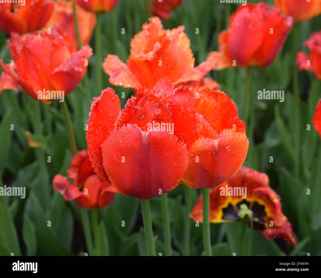 Orange fringe hi-res stock photography and images - Alamy