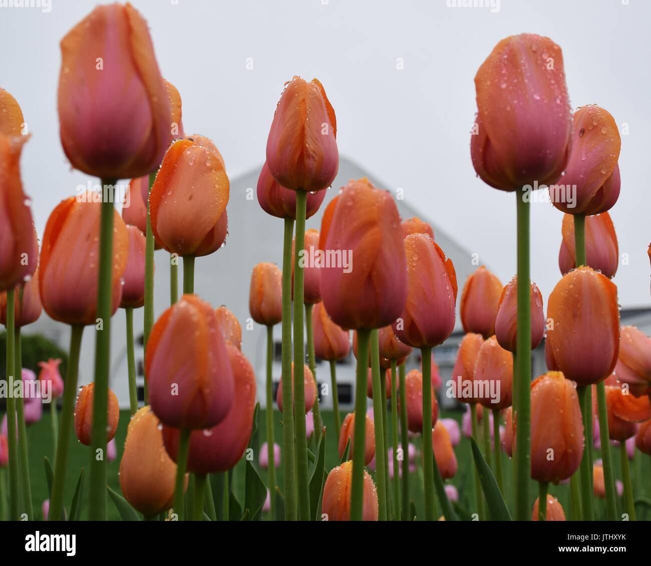 Peach tulips rise Stock Photo - Alamy