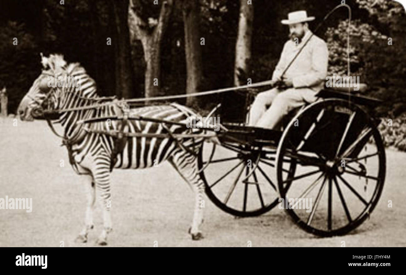 Vintage zebra illustration hi-res stock photography and images - Alamy