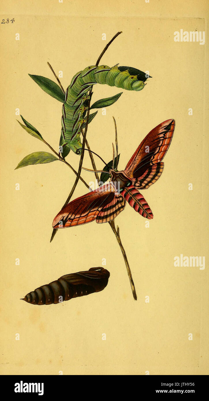 Sphinx ligustri moth hi-res stock photography and images - Alamy