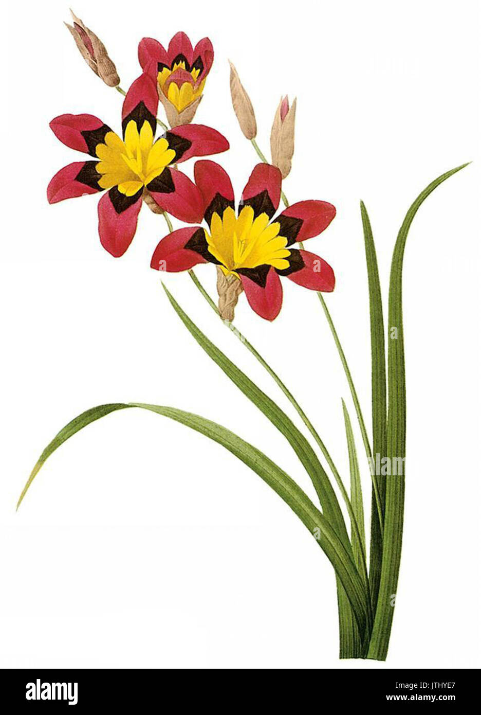 Redoute flowers Cut Out Stock Images & Pictures - Alamy