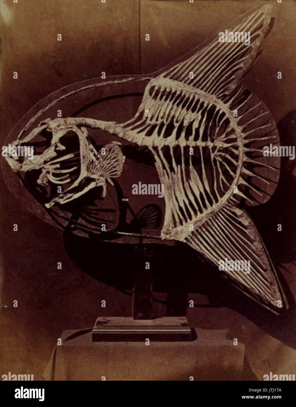 Fish skeleton line art hi-res stock photography and images - Alamy