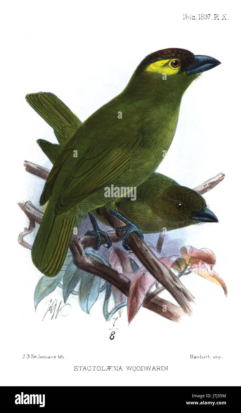 J G Keulemans High Resolution Stock Photography and Images - Alamy