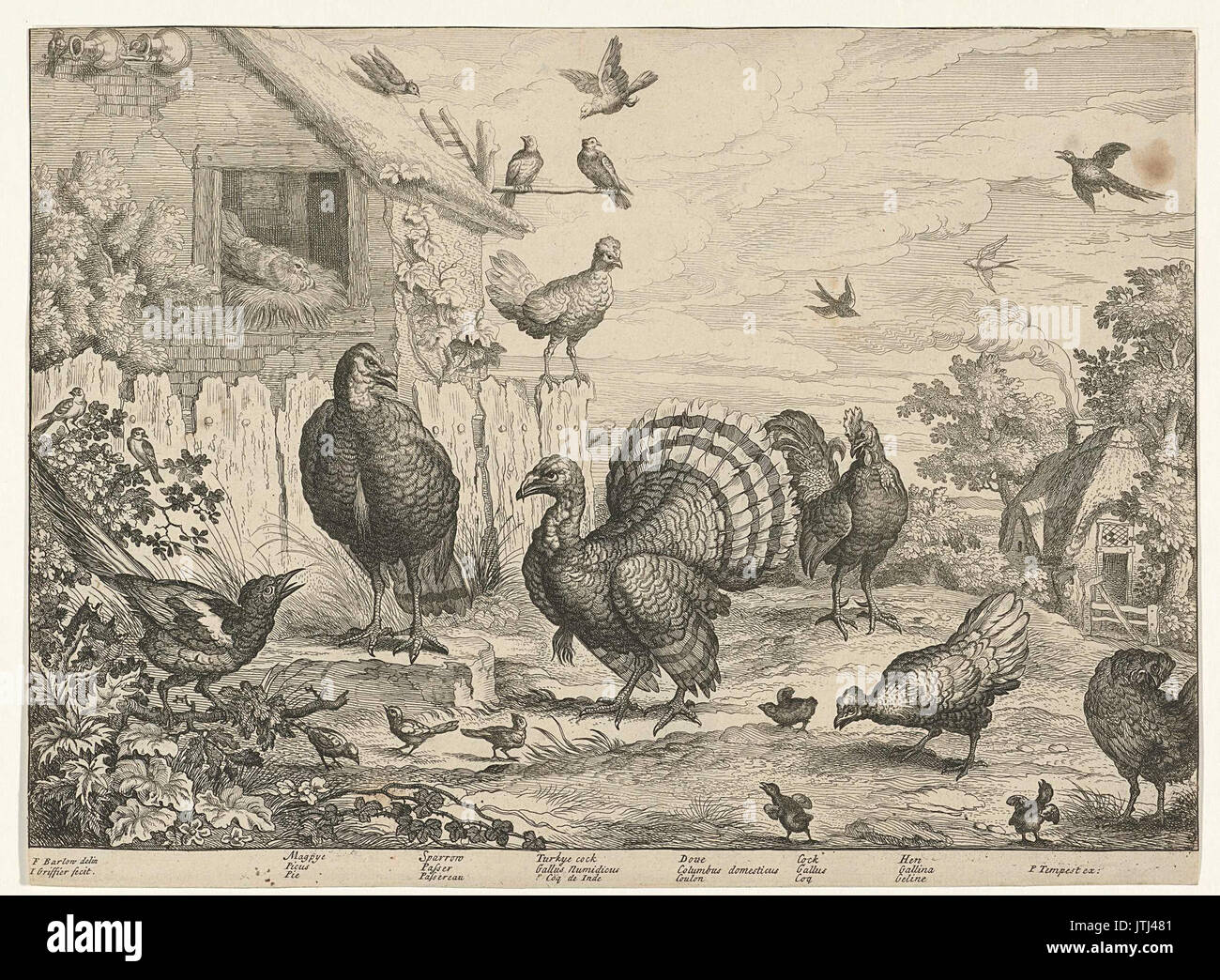 Pluimvee hi-res stock photography and images - Alamy