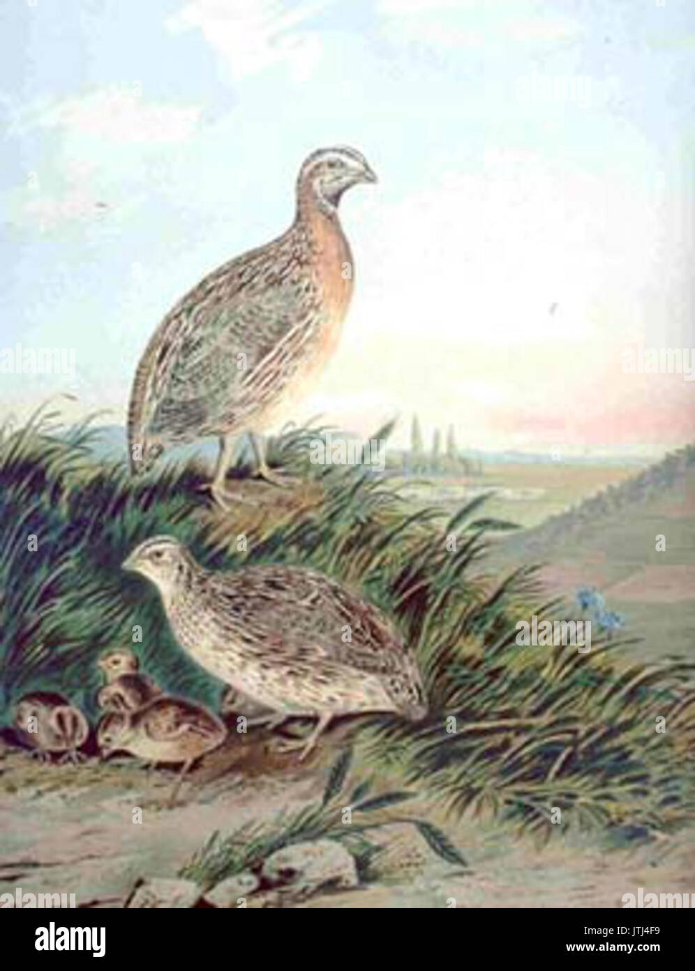 Wachtel painting hi-res stock photography and images - Alamy