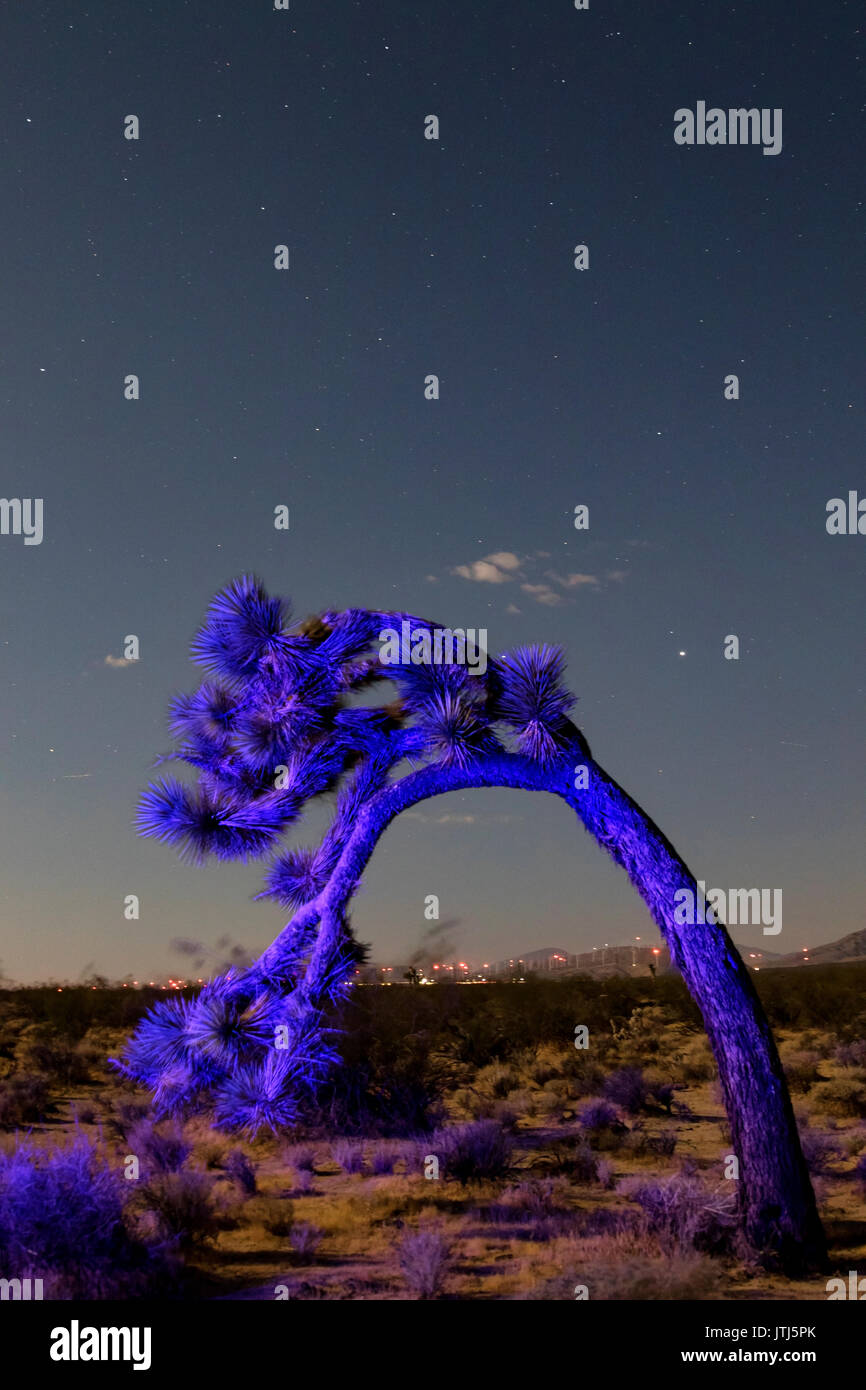 Neon lit tree hi-res stock photography and images - Alamy