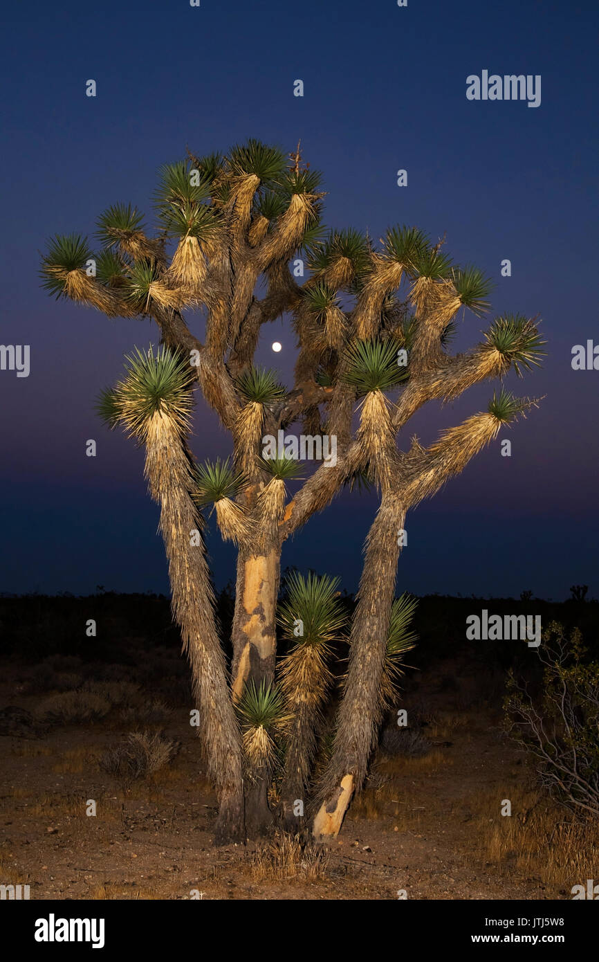 Desert landscape Joshua tree at night Stock Photo - Alamy