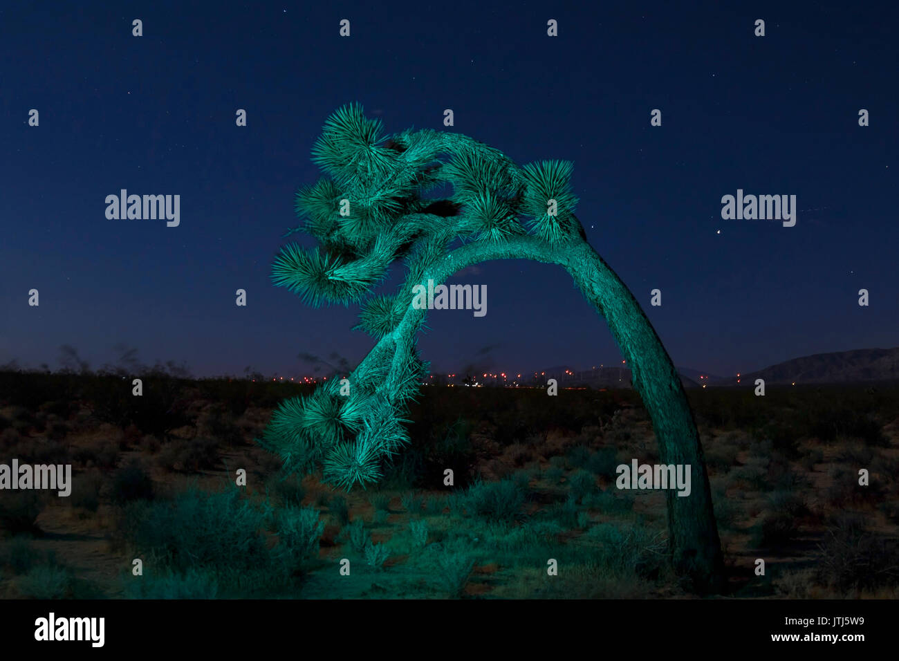 Desert landscape Joshua tree at night Stock Photo - Alamy