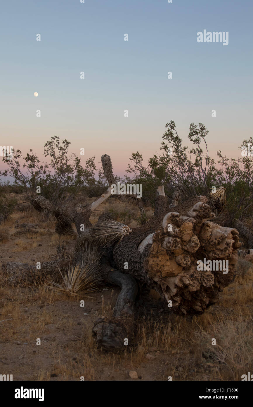 Wideangle nightscape hi-res stock photography and images - Alamy