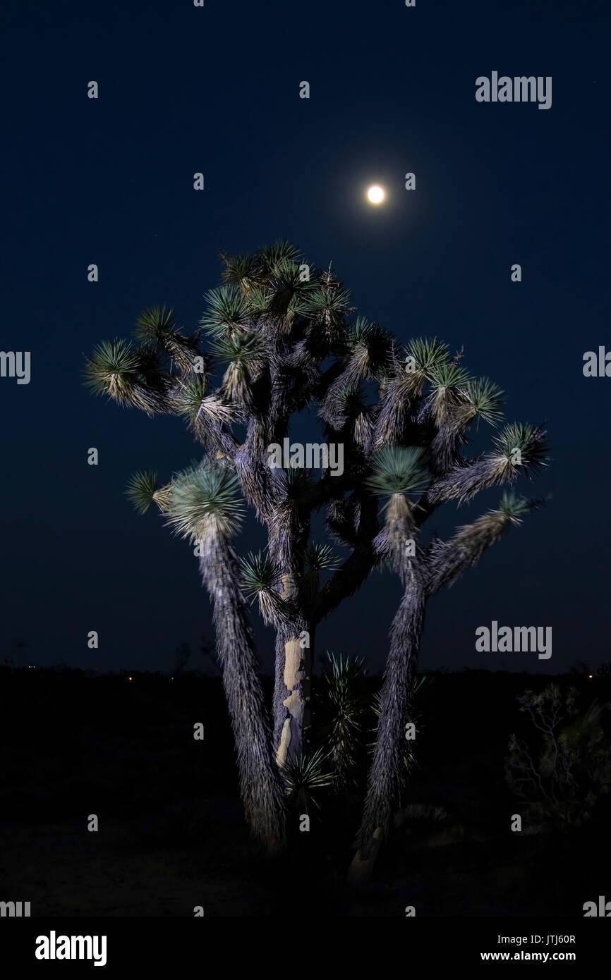 Desert landscape Joshua tree at night Stock Photo - Alamy