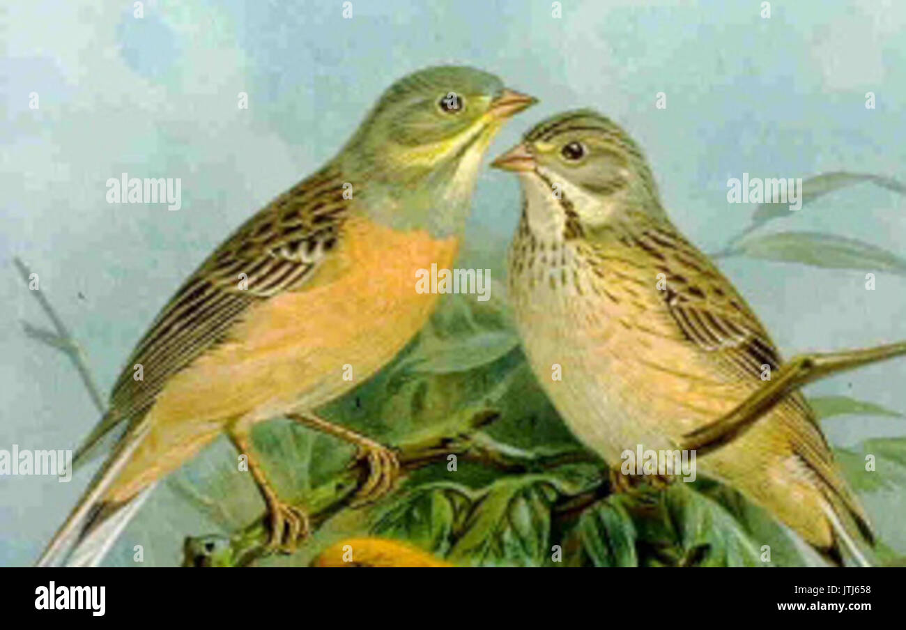 Ortolan painting hi-res stock photography and images - Alamy