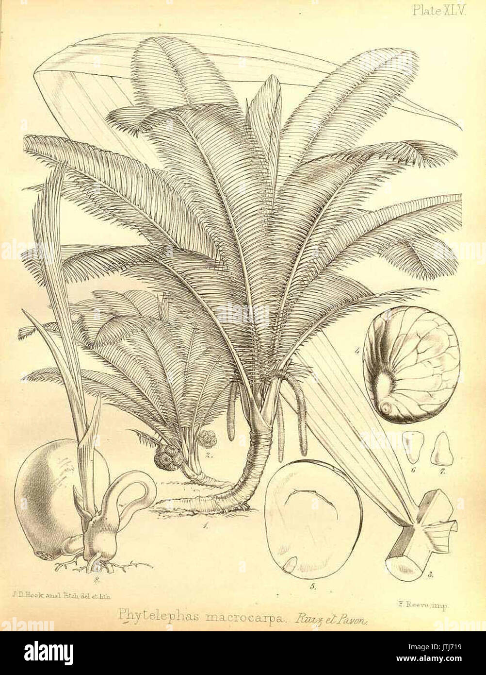 Phytelephas macrocarpa hi-res stock photography and images - Alamy