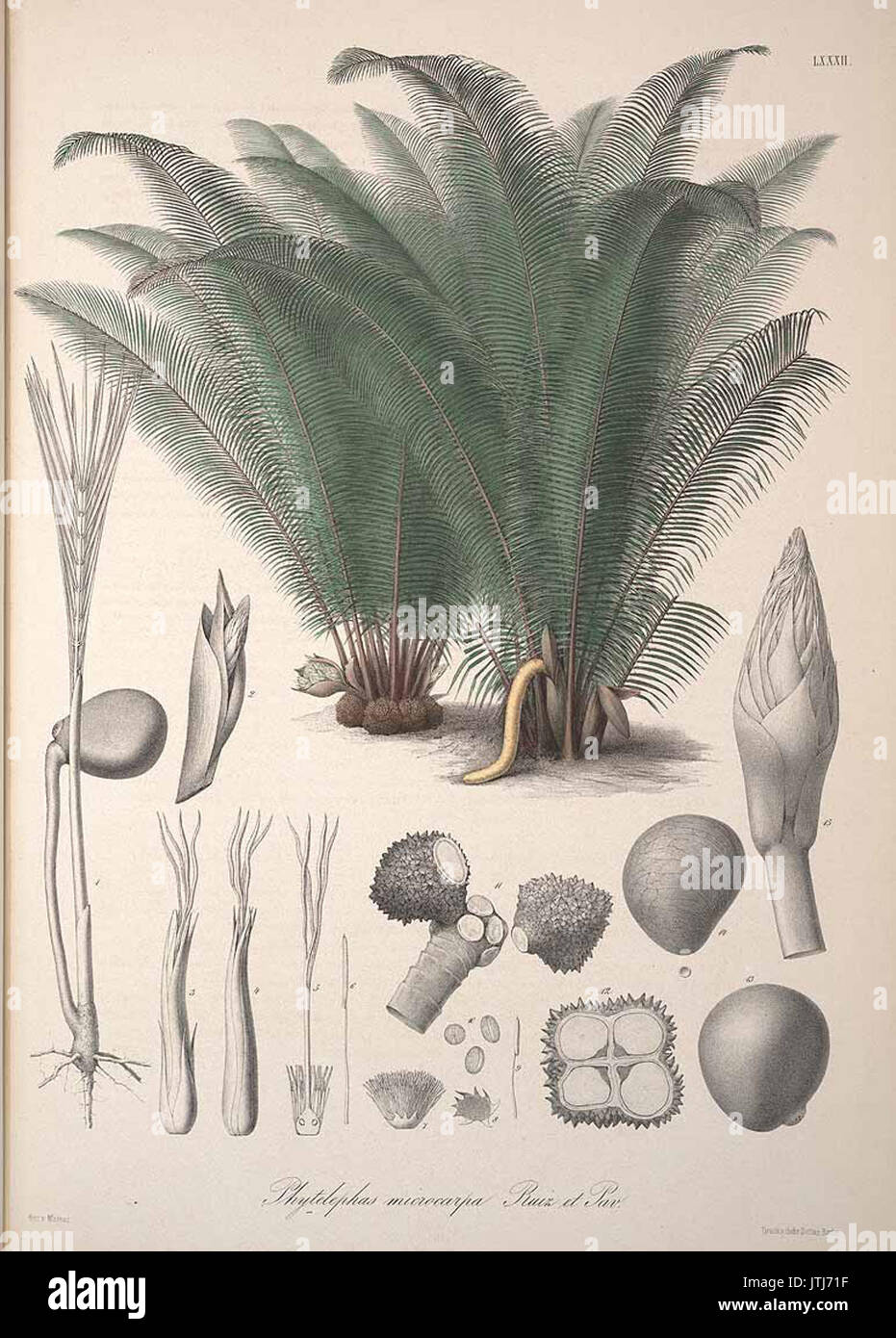 Phytelephas hi-res stock photography and images - Alamy