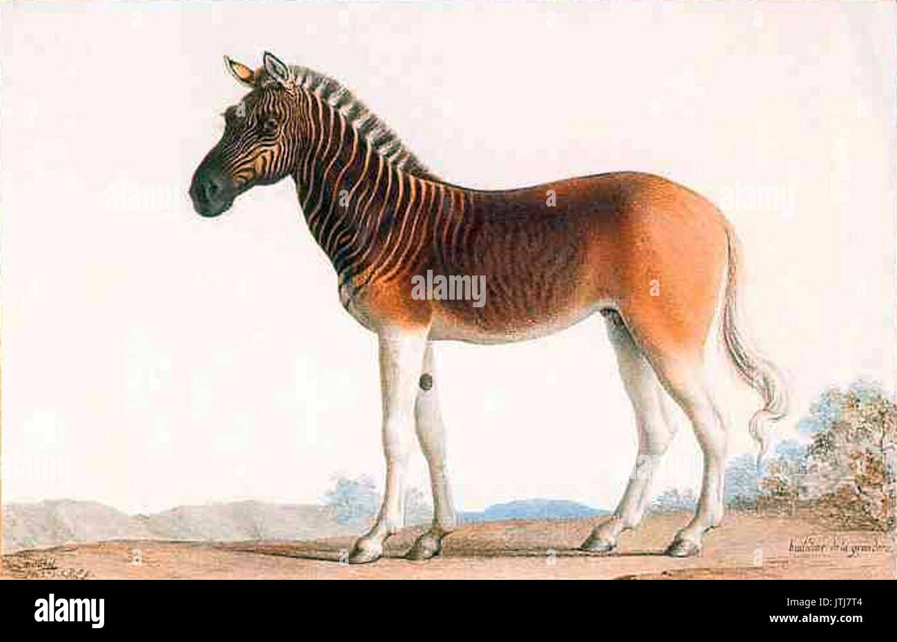 Quagga extinct hi-res stock photography and images - Alamy