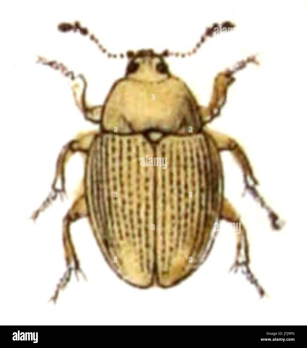 Phaleria cadaverina Cut Out Stock Images & Pictures - Alamy