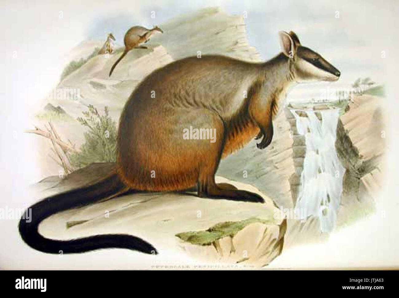 Petrogale penicillata hi-res stock photography and images - Alamy