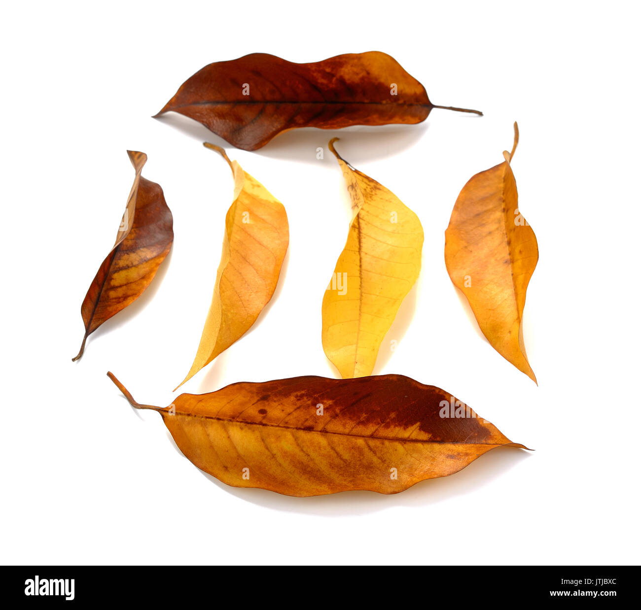 Autumn leaves sycamore tree Cut Out Stock Images & Pictures - Alamy