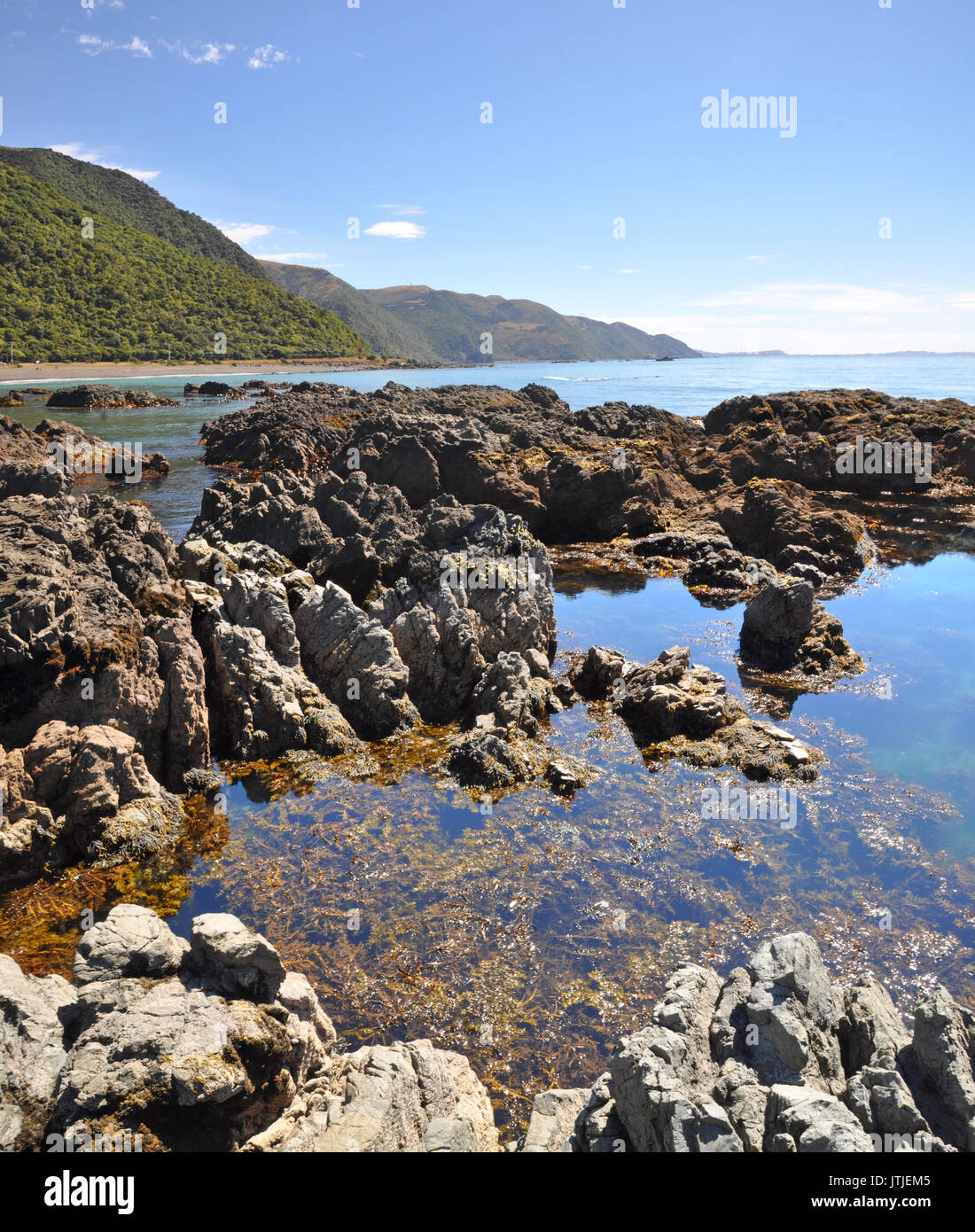 Vertical panoramic view of the rock pools of Kaikoura - a popular seal ...
