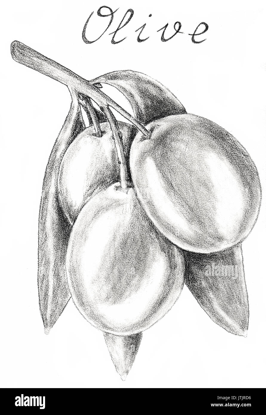 Olive. Hand drawn sketch style. On a white background. Food, organic ...