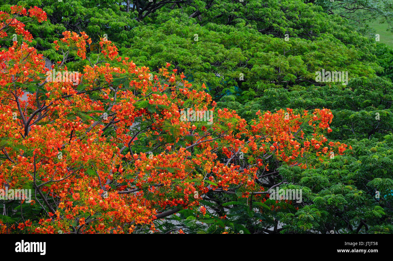 Mauritius flamboyant tree flame tree hi-res stock photography and ...