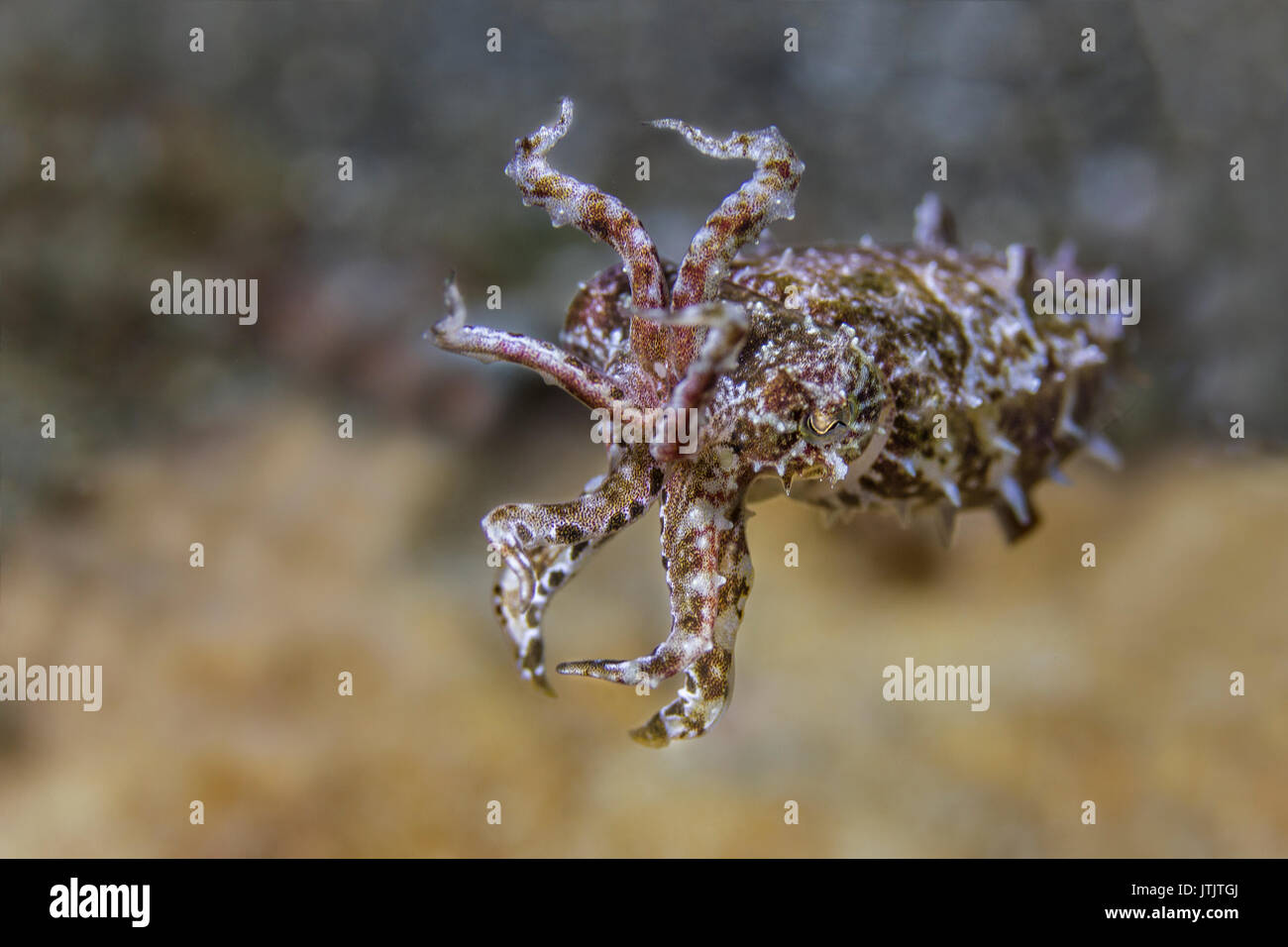 Pygmy Cuttlefish High Resolution Stock Photography and Images - Alamy